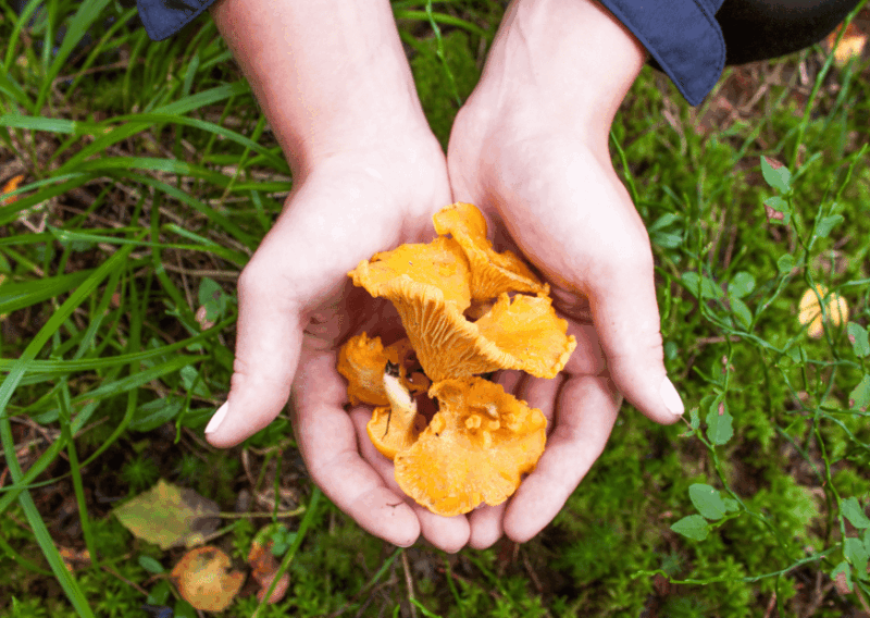 Wild Edible Mushrooms: 15 Hidden Treasures To Forage And Feast On