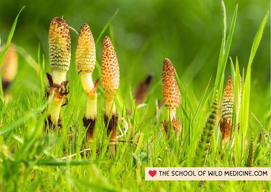 Horsetail Medicinal Uses: What Herbalists Love About This Ancient Plant
