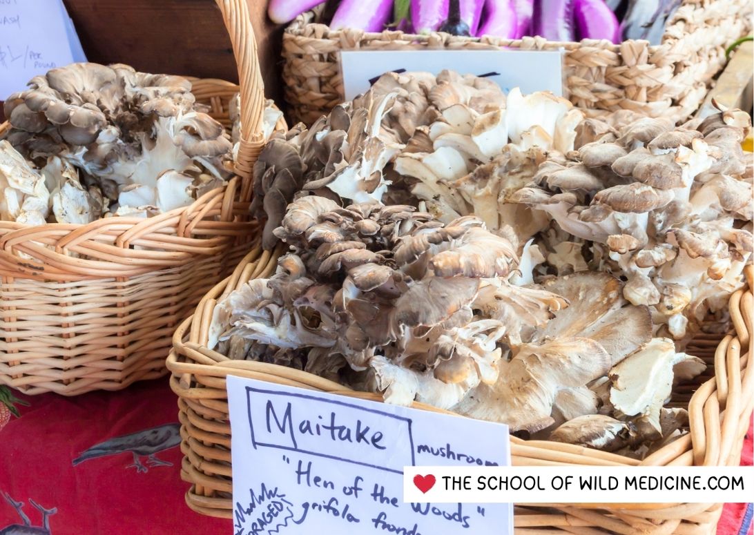 Maitake benefits / Hen of the woods benefits – maitake recipes