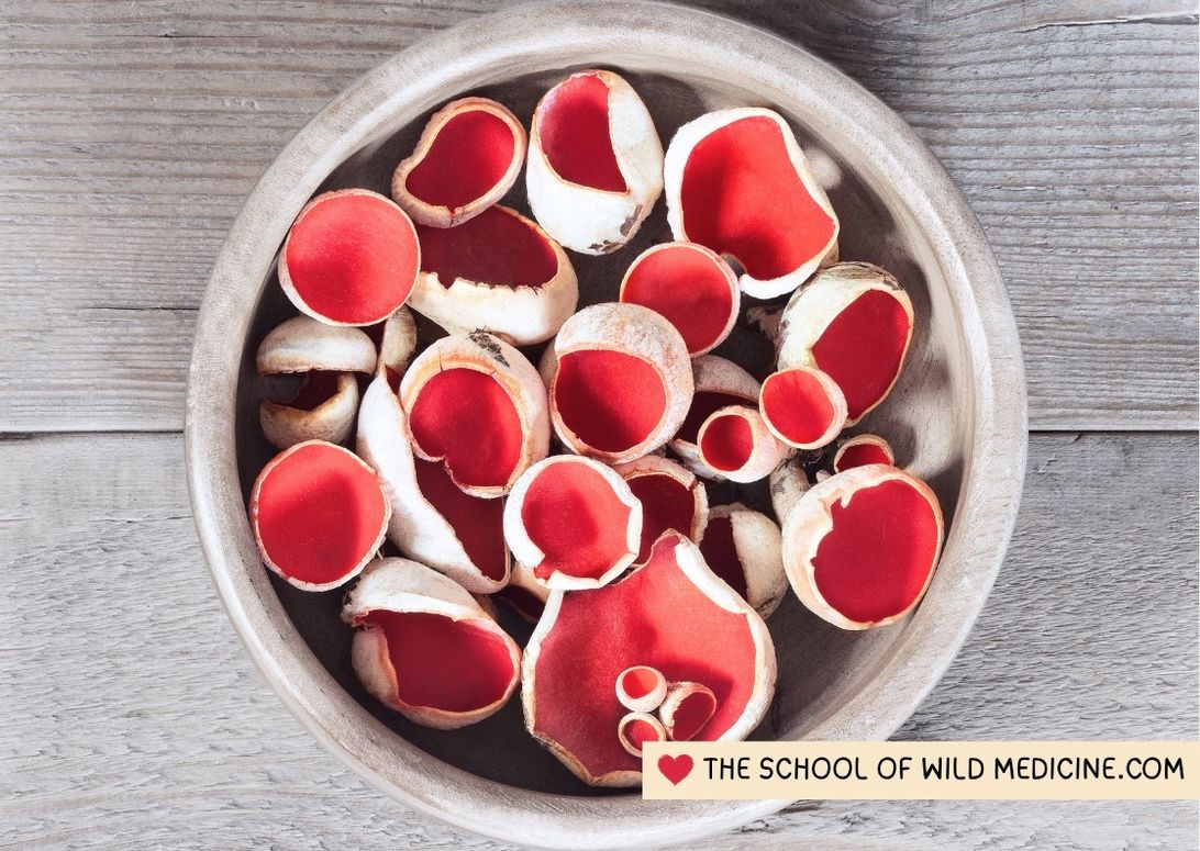 Scarlet elf cup mushroom / Ruby elf cup mushroom: How to Forage