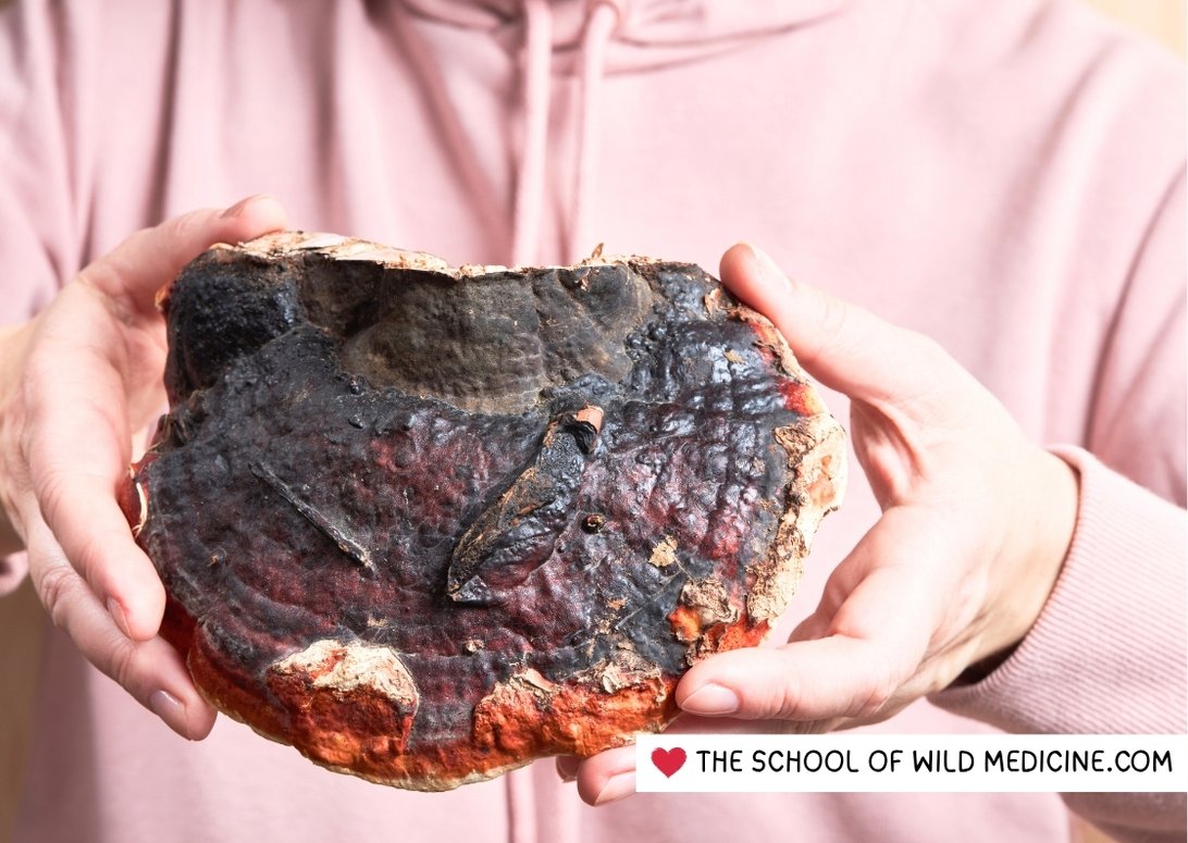 Reishi benefits: how to ID reishi mushrooms UK & reishi recipes