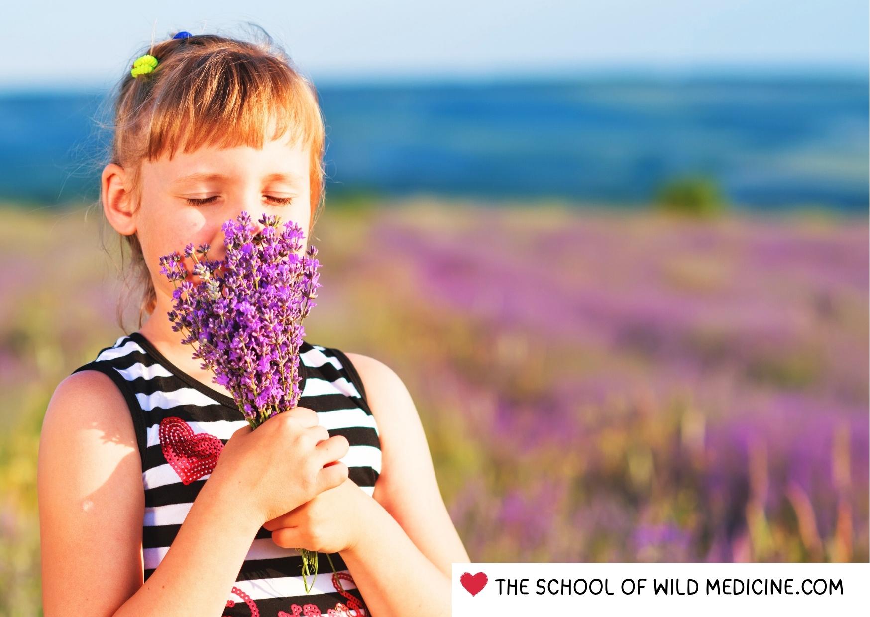 Lavender medicinal uses + Best Lavender herbal tea recipes